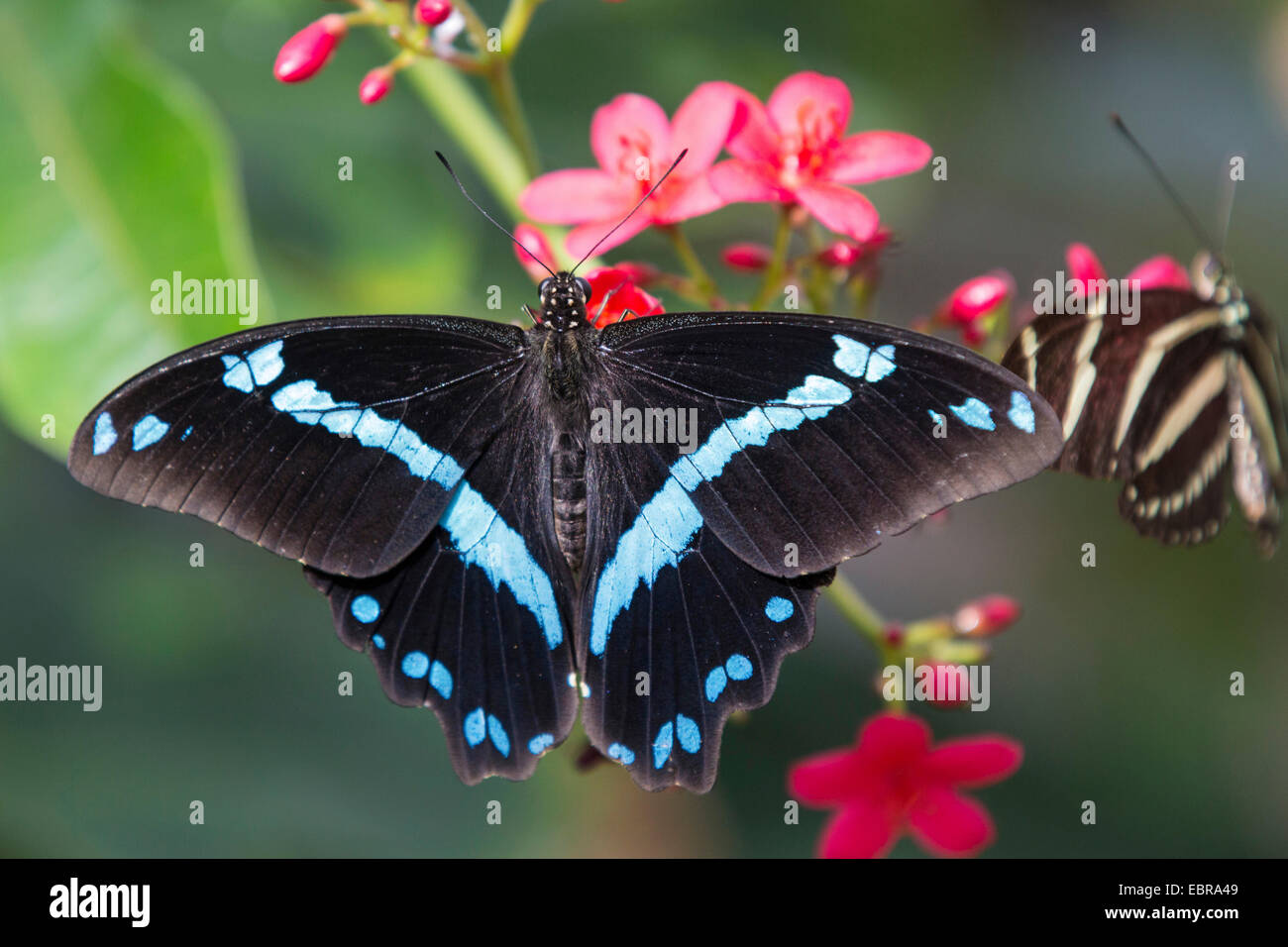 Narrow Green Banded Swallowtail (Papilio nireus), sitting on a plant ...