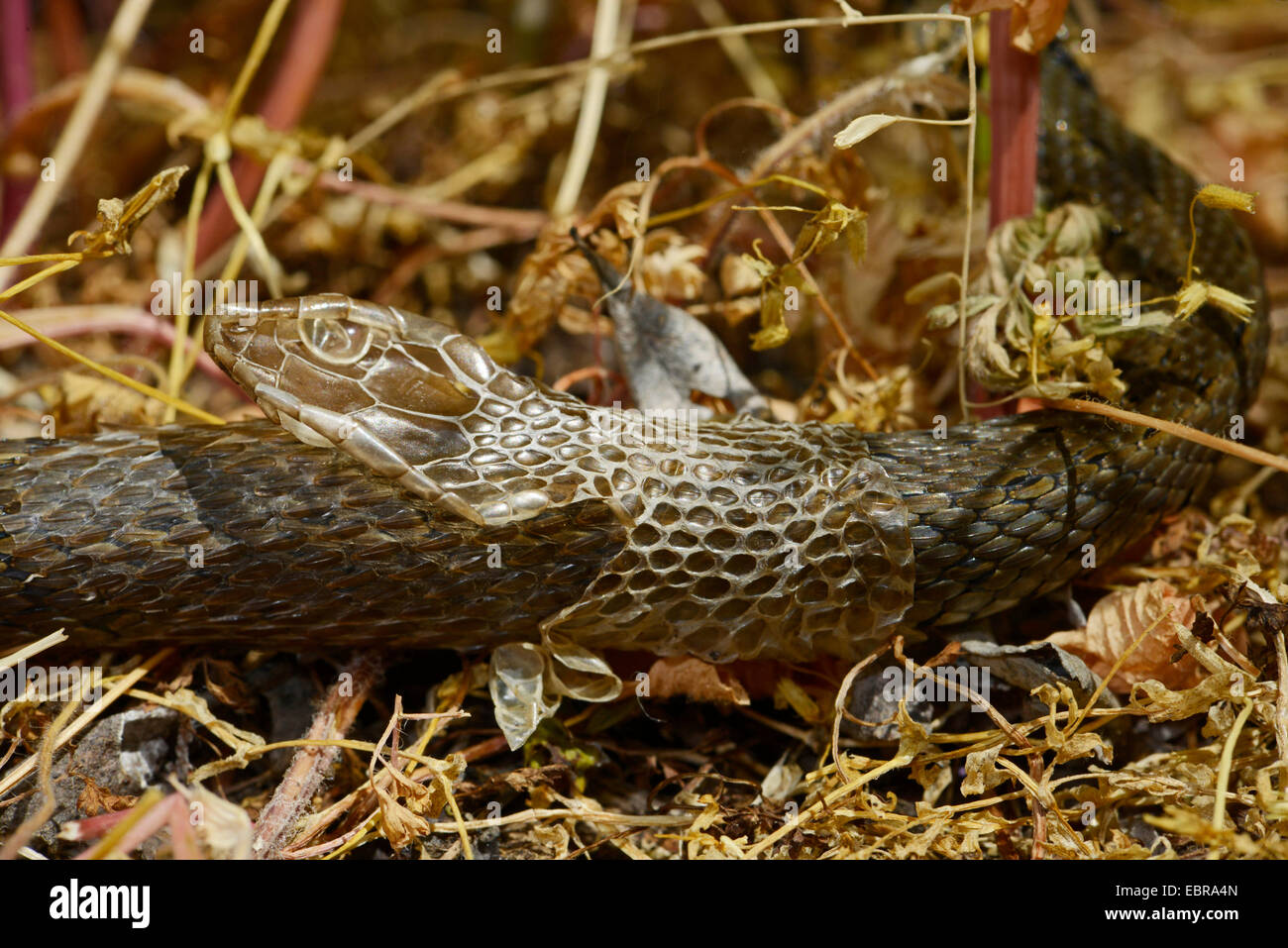 grass snake (Natrix natrix), skinning, Bulgaria, Biosphaerenreservat ...