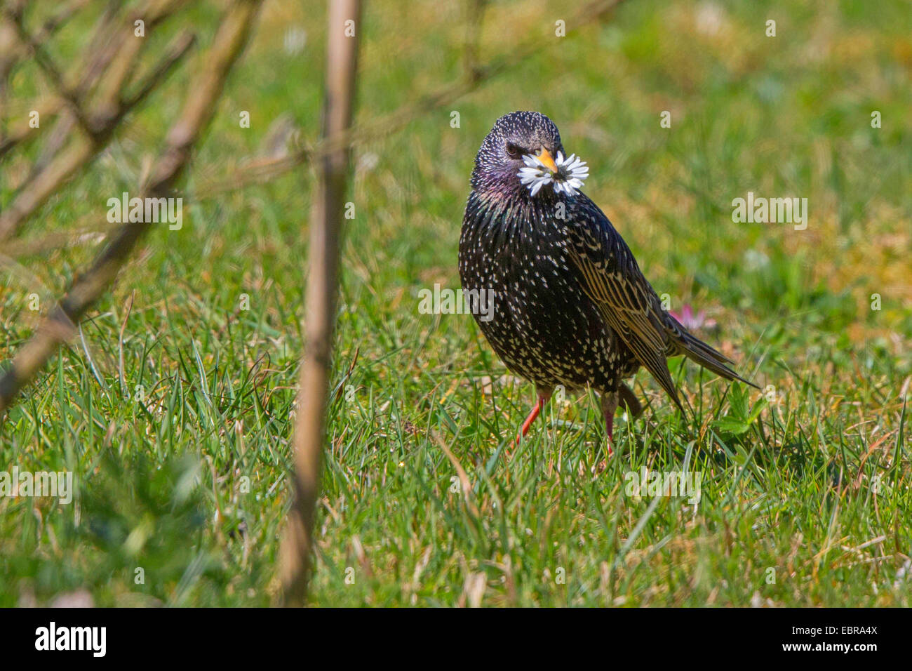Male common starling bird sturnus hi-res stock photography and images ...