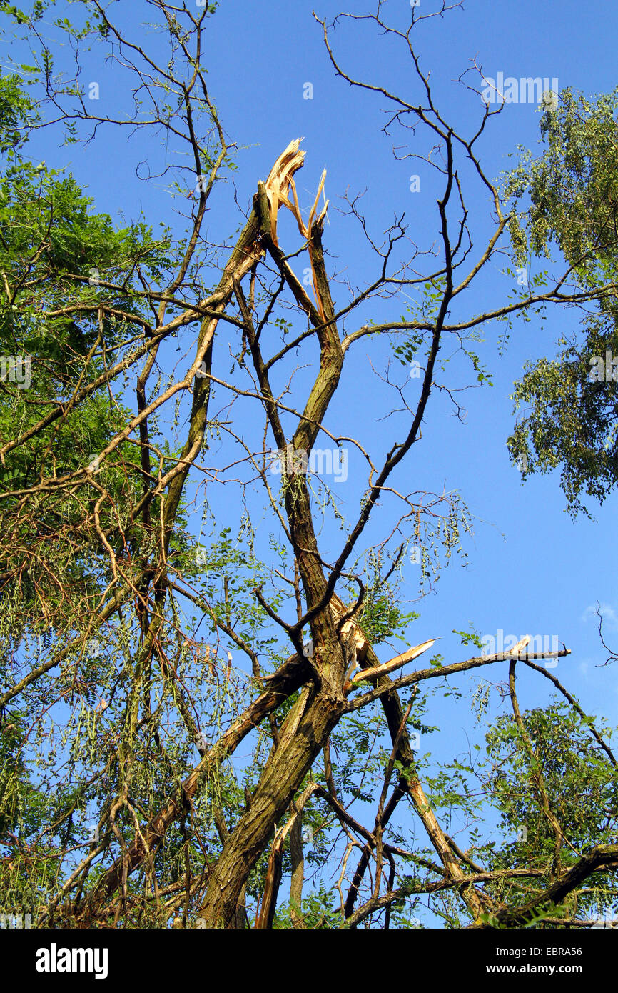 Robinia tree hi-res stock photography and images - Alamy