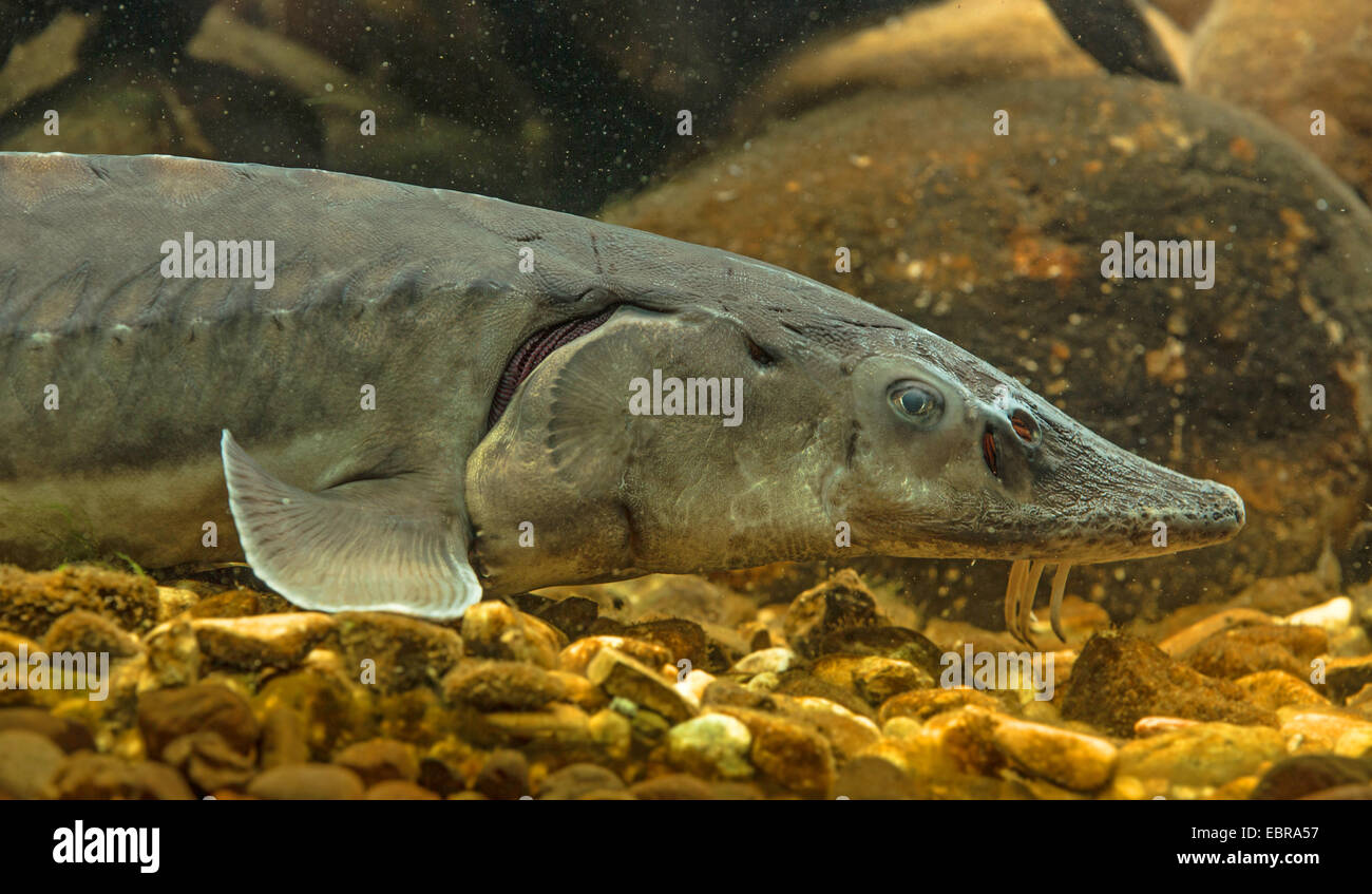 Common sturgeon, Sturgeon, Atlantic sturgeon, European sturgeon ...