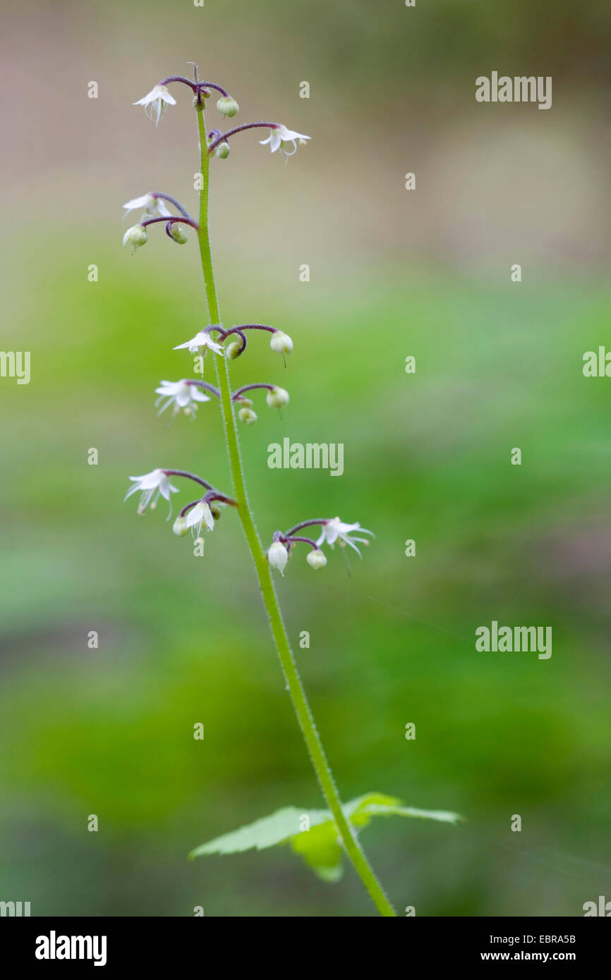Wild flowers of alaska hi-res stock photography and images - Alamy