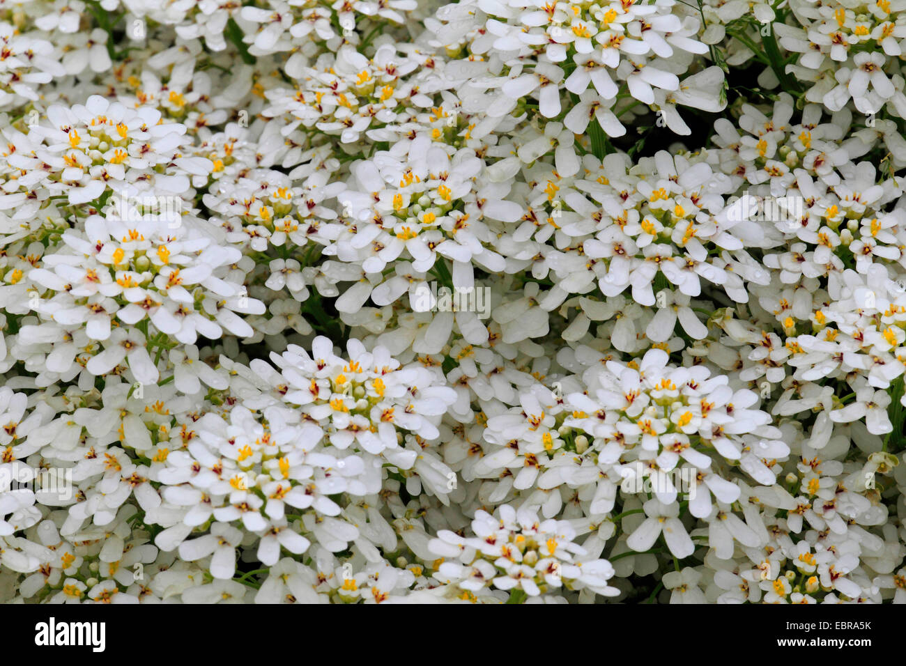 Not In Bloom Evergreen Candytuft