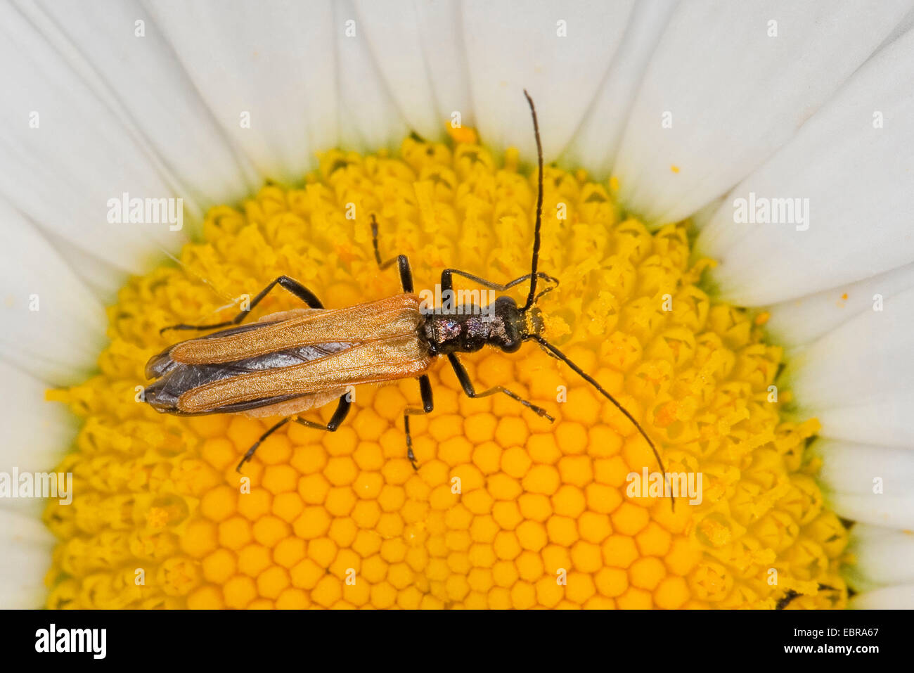 Pollen-feeding Beetle, Thick-legged Flower Beetle, false blister beetle ...