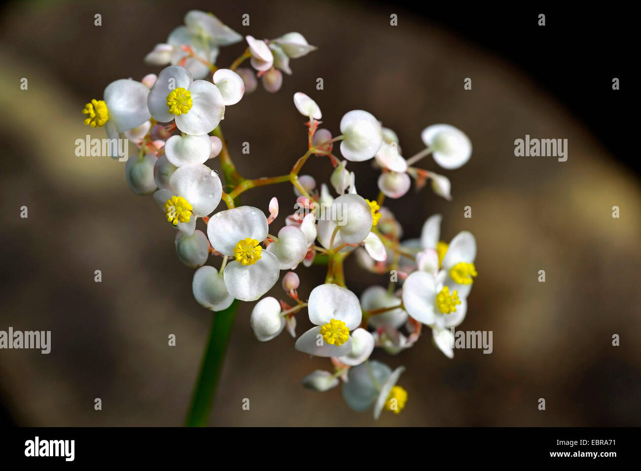 Begonia (Begonia floccifera), inflorescence, India Stock Photo - Alamy