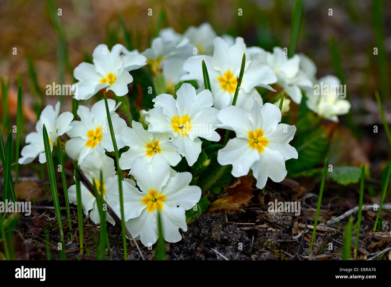 true English primrose (Primula acaulis, Primula vulgaris), white ...