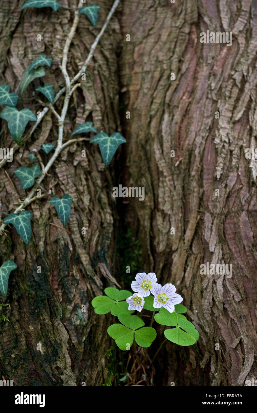 Sorrel tree hi-res stock photography and images - Alamy