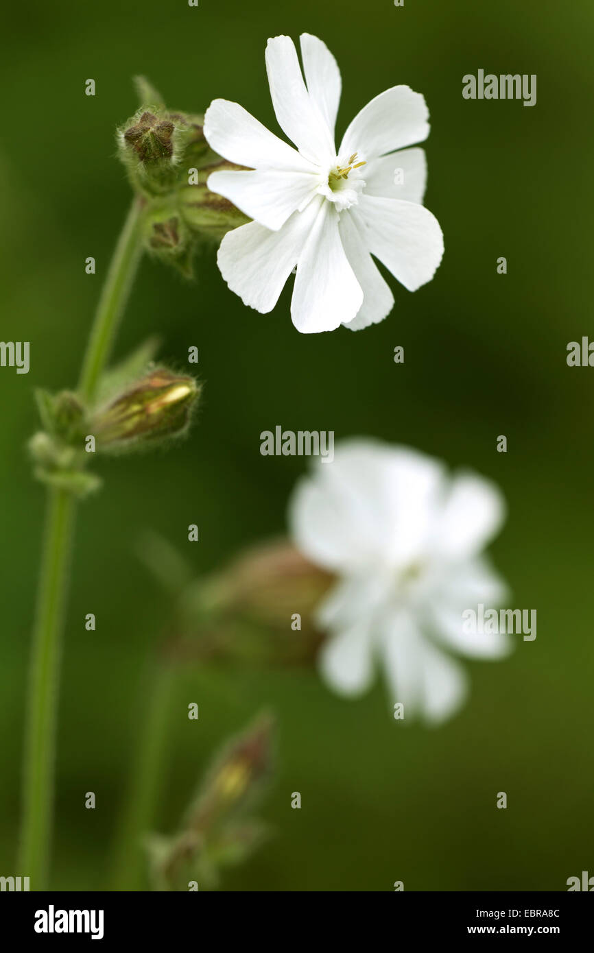 White Campion (Silene latifolia subsp. alba, Silene alba, Silene ...