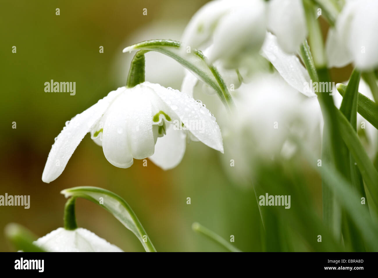 Snowdrop varieties hi-res stock photography and images - Alamy