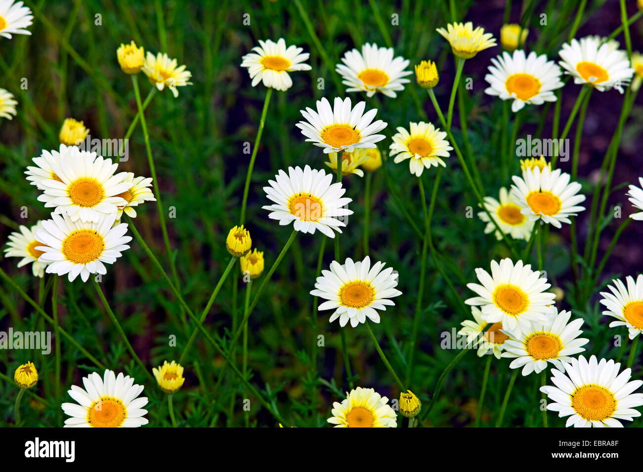 Dyer's chamomile hi-res stock photography and images - Alamy