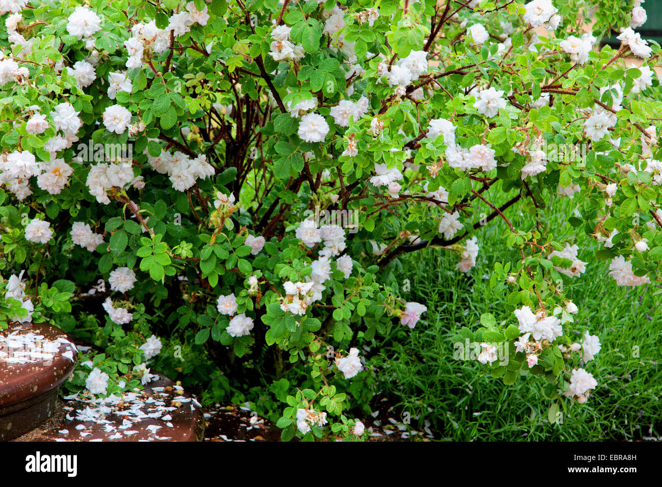 Rosebush hi-res stock photography and images - Alamy