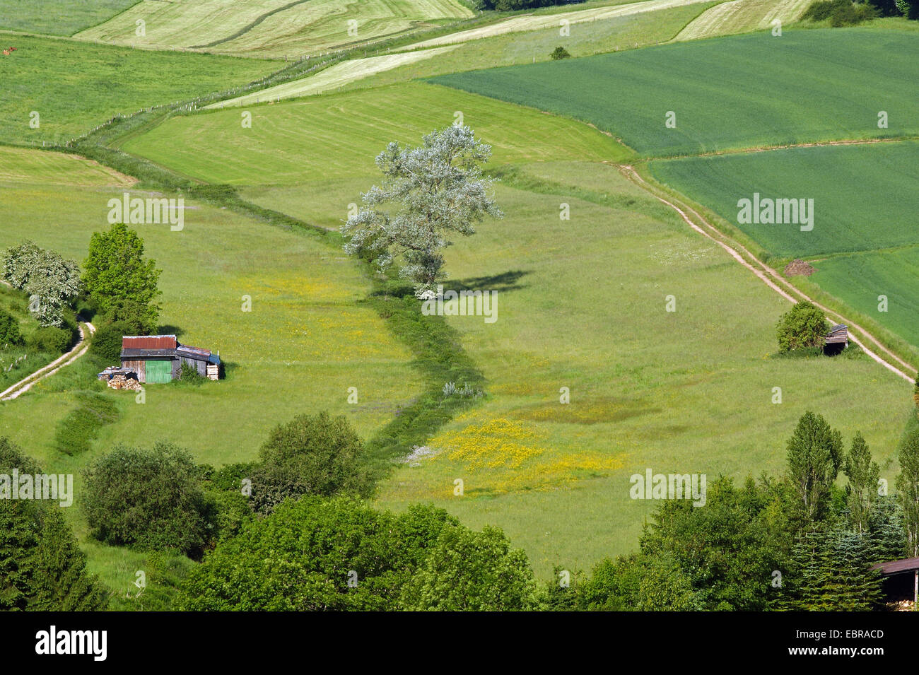 Blooming fruit tree hi-res stock photography and images - Alamy
