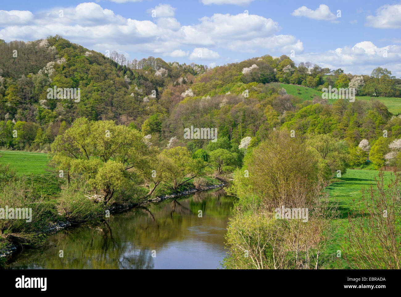 Sieg River flood plains and blooming cherry trees on hills in spring ...
