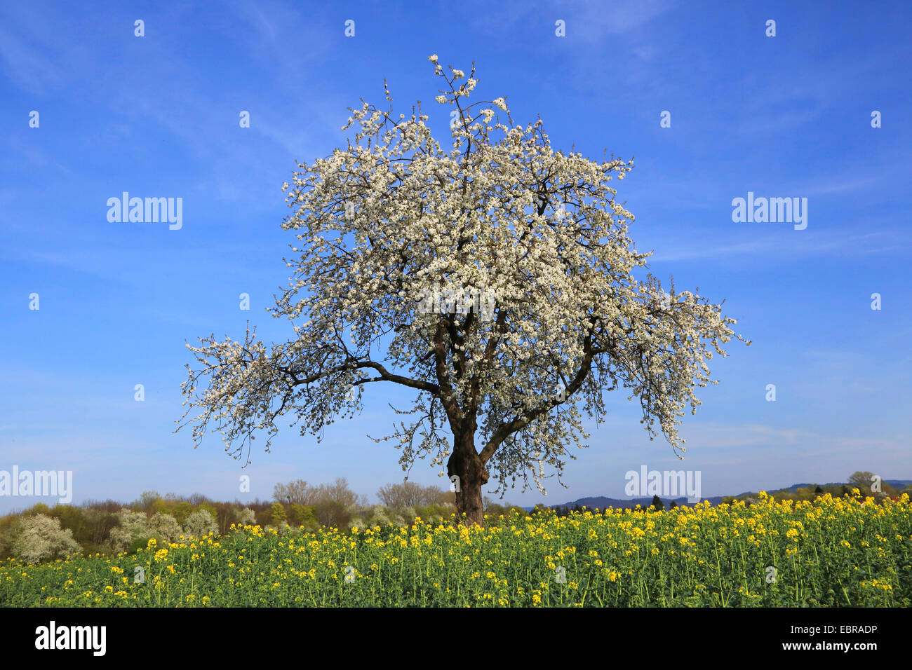 apple tree (Malus domestica), flowering in a rape field, Germany Stock ...