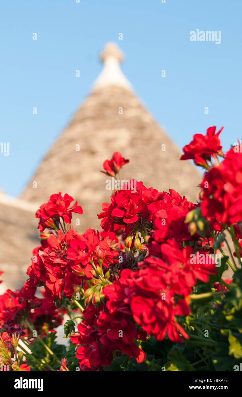 Red Flowers with out-of-focus Trullo Roof, Alberobello Trulli District ...