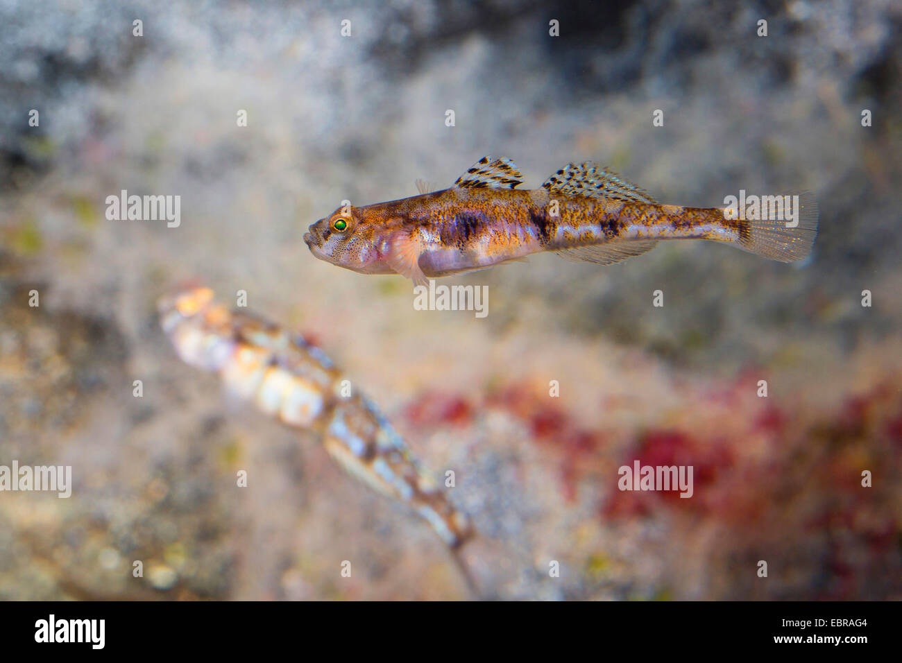 Pomatoschistus hi-res stock photography and images - Alamy