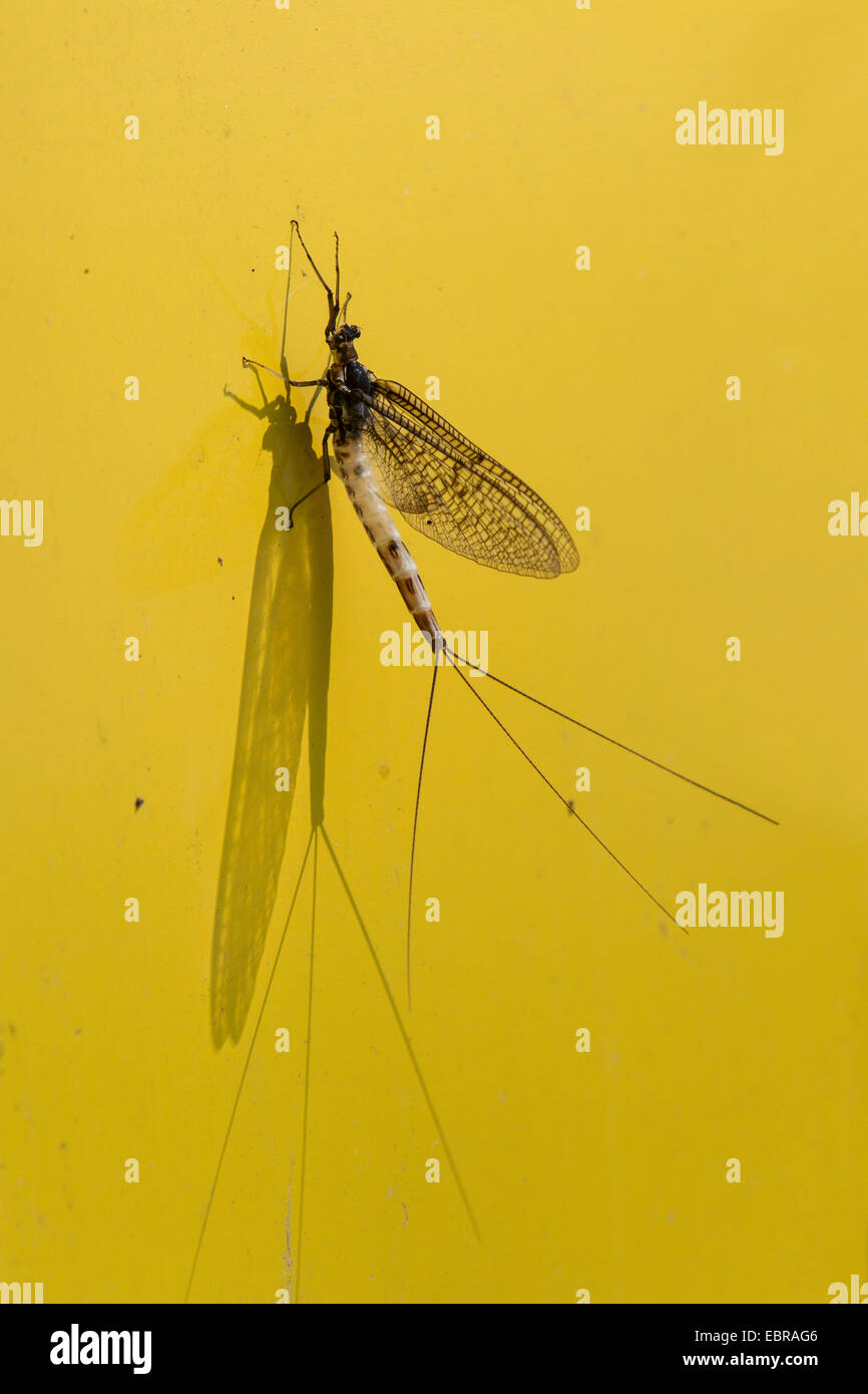 Yellow background hi-res stock photography and images - Alamy