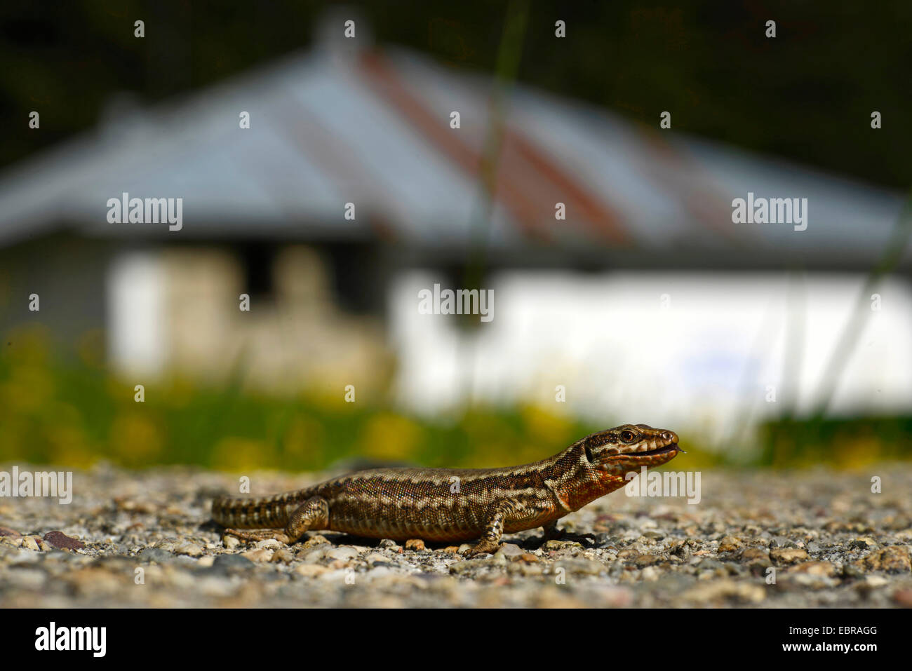 Abandoned village hi-res stock photography and images - Alamy