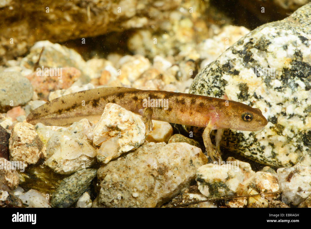 Corsican fire salamander (Salamandra corsica), larva of a Corsican fire ...