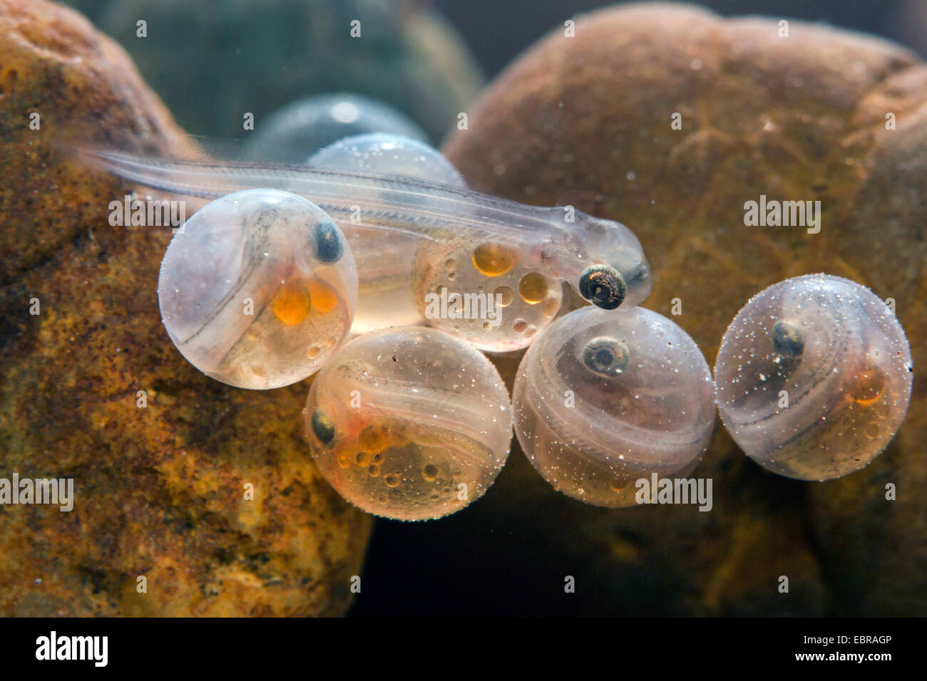 Fish egg larvae hi-res stock photography and images - Alamy