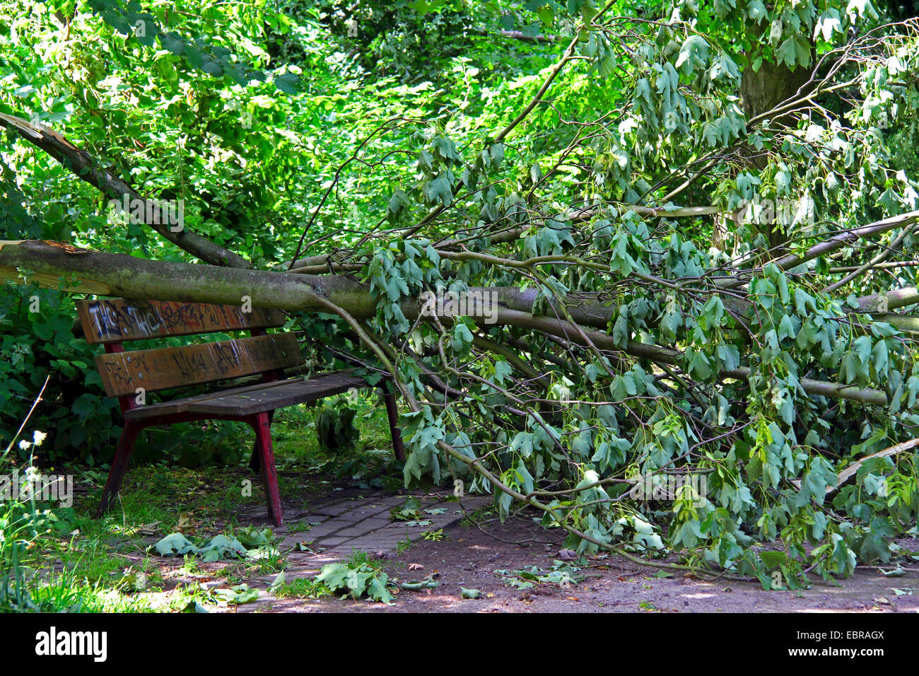 Fallen trunk hi-res stock photography and images - Alamy