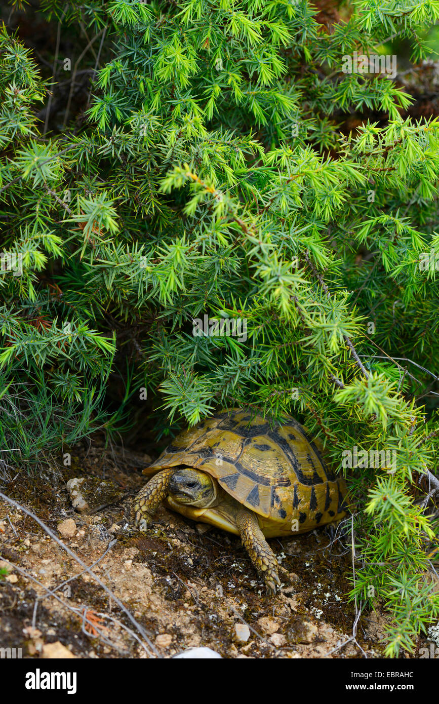 Hermanns tortoises hi-res stock photography and images - Alamy