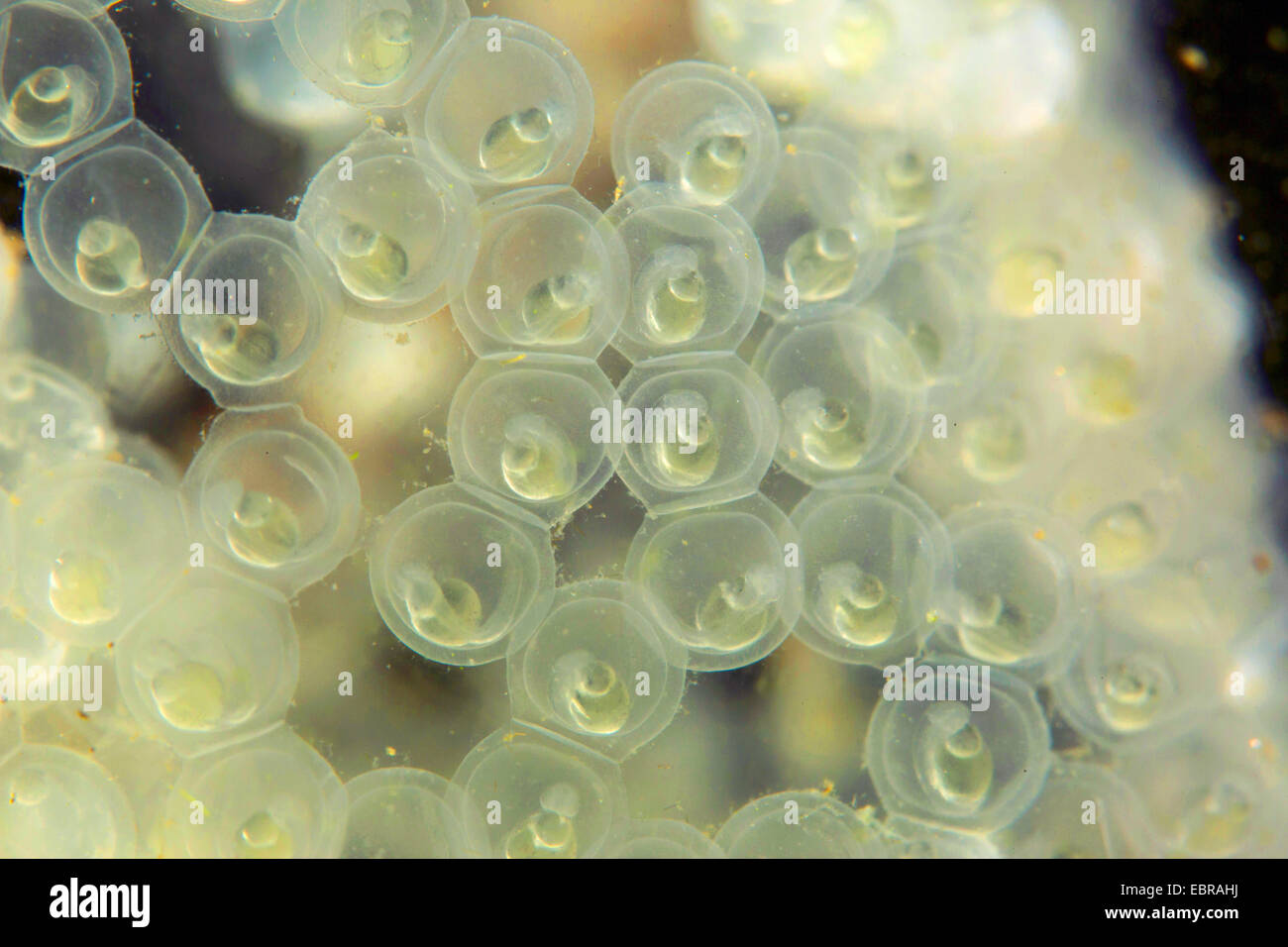 Perch, European perch, Redfin perch (Perca fluviatilis), string of ...