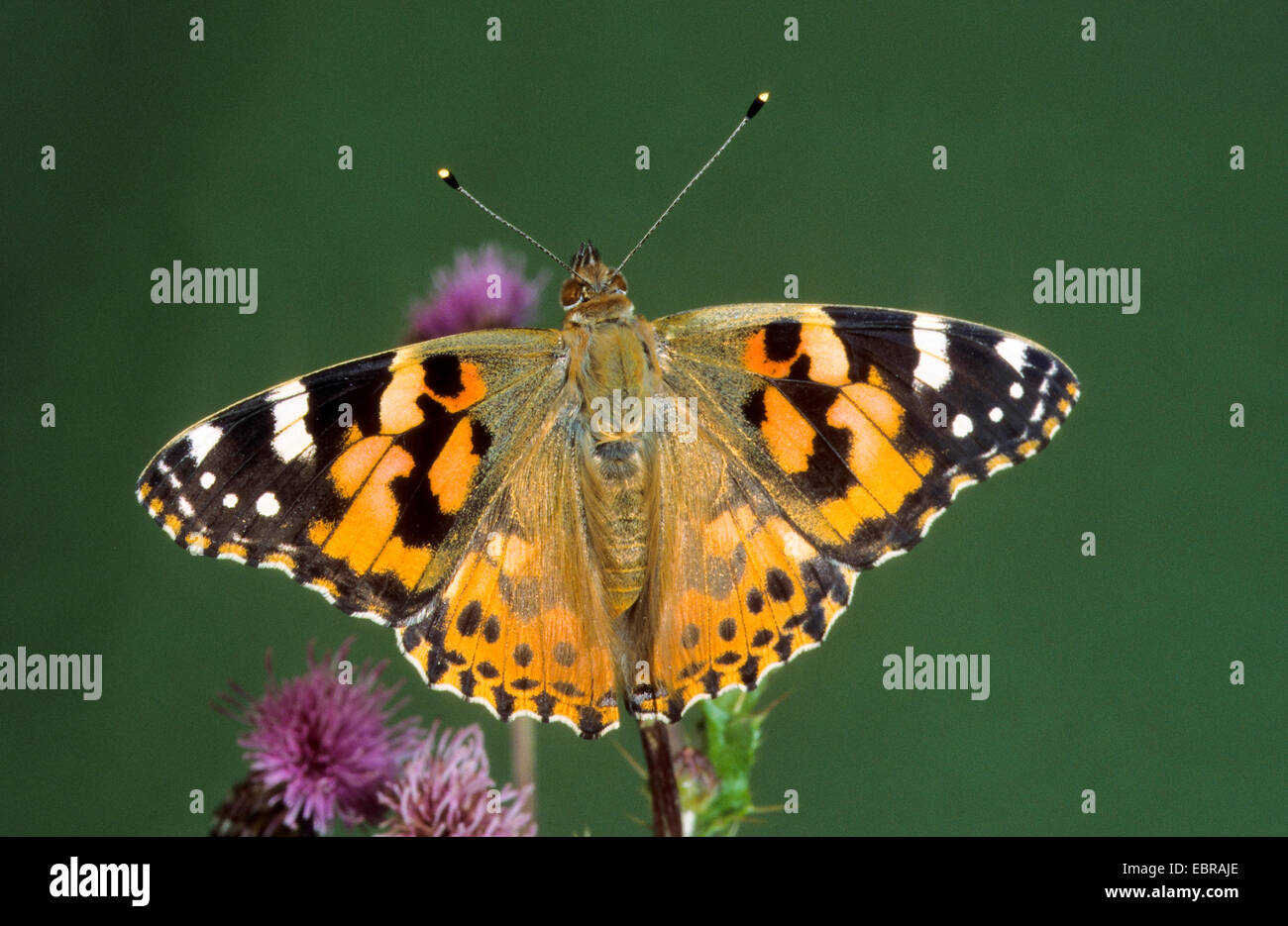 Painted lady (Cynthia cardui, Vanessa cardui, Pyrameis cardui), sitting ...