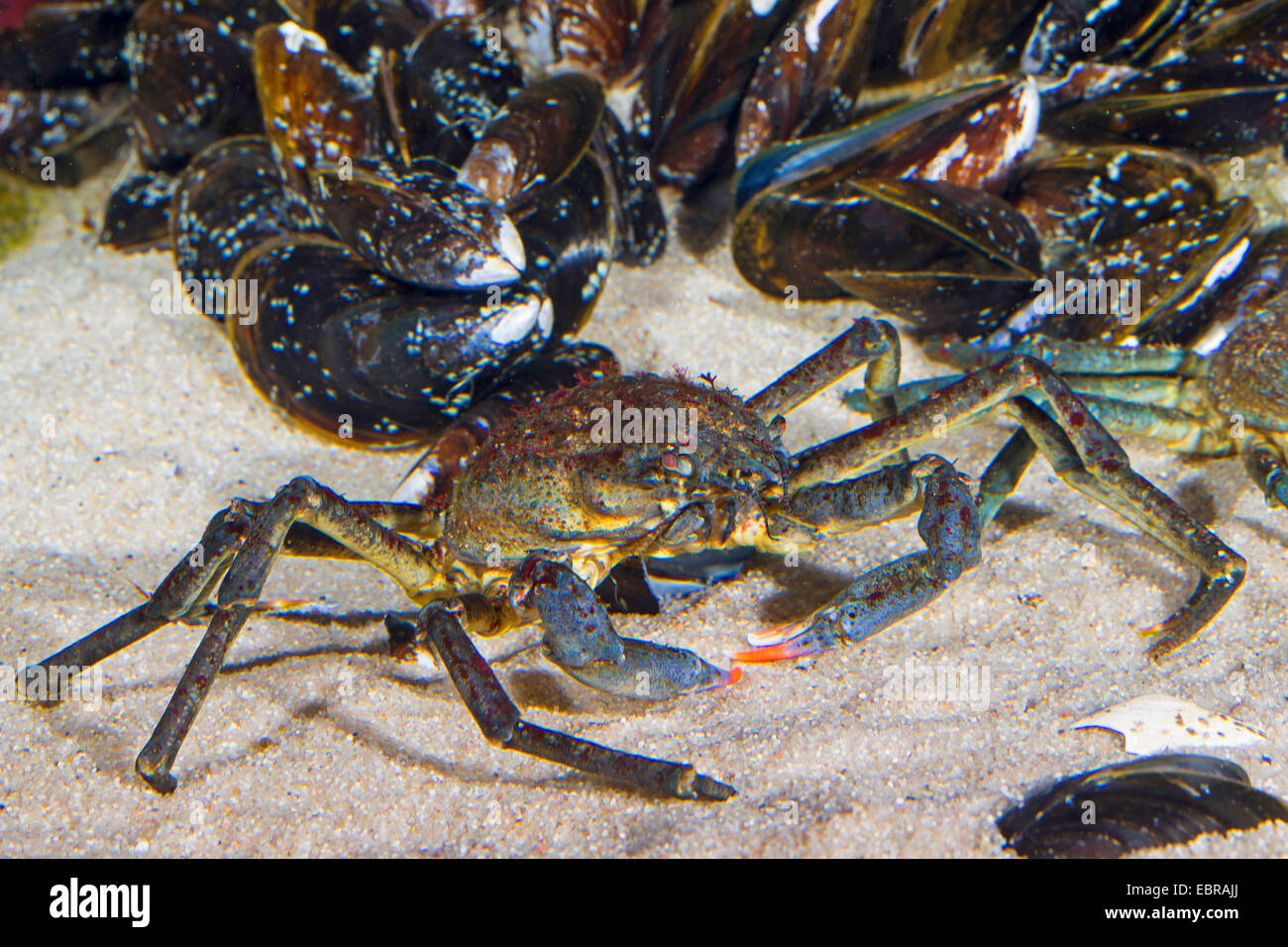 Atlantic lyre crab, great spider crab, toad crab (Hyas araneus), male ...
