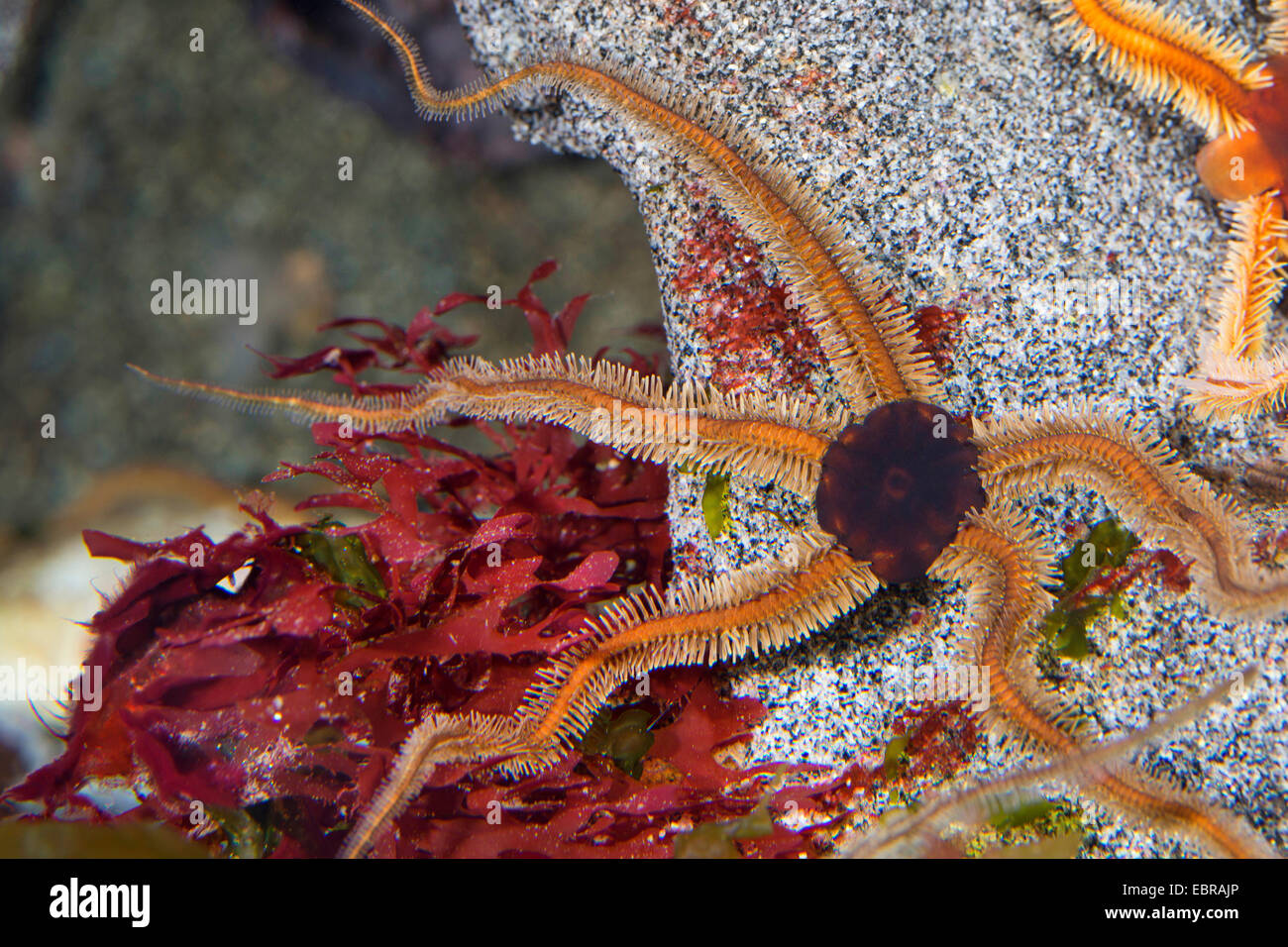 Black brittle star hi-res stock photography and images - Alamy