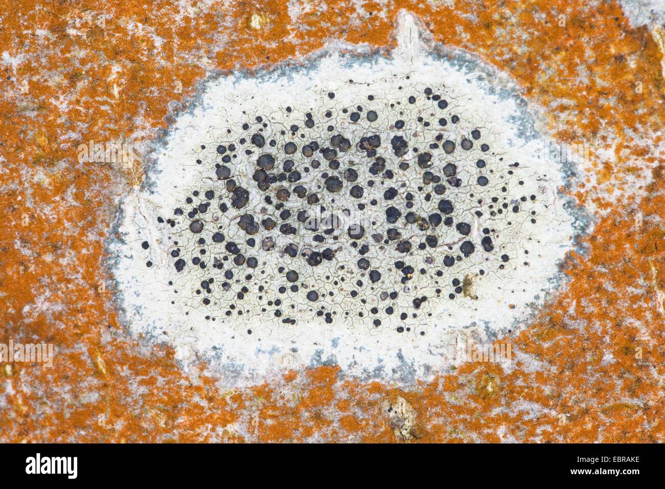 Crustose lichen hi-res stock photography and images - Alamy