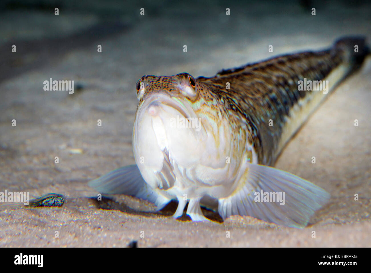 Weever fish hi-res stock photography and images - Alamy