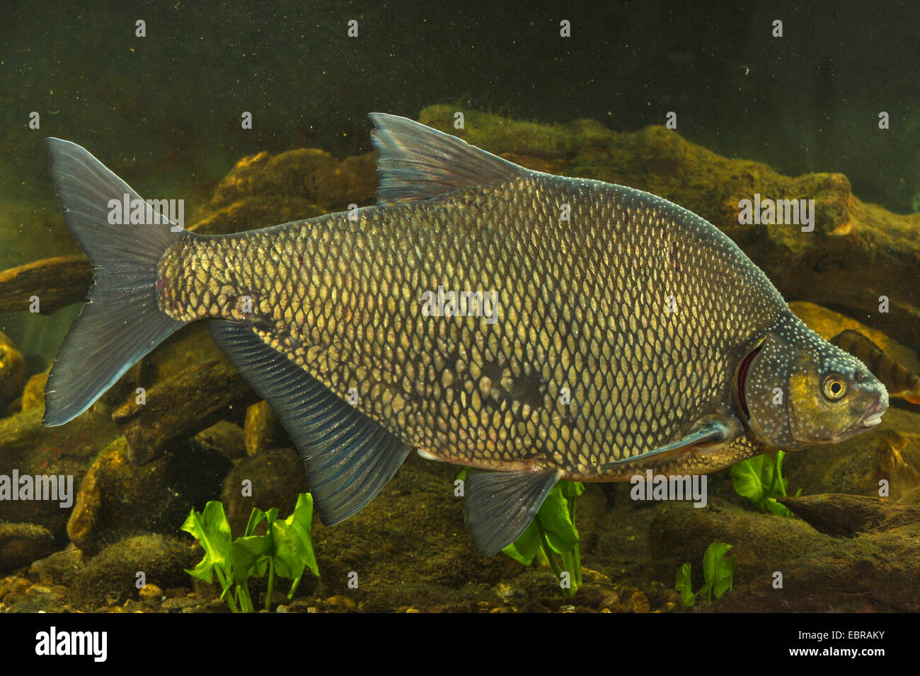 Common Bream Freshwater Bream Carp High Resolution Stock Photography ...