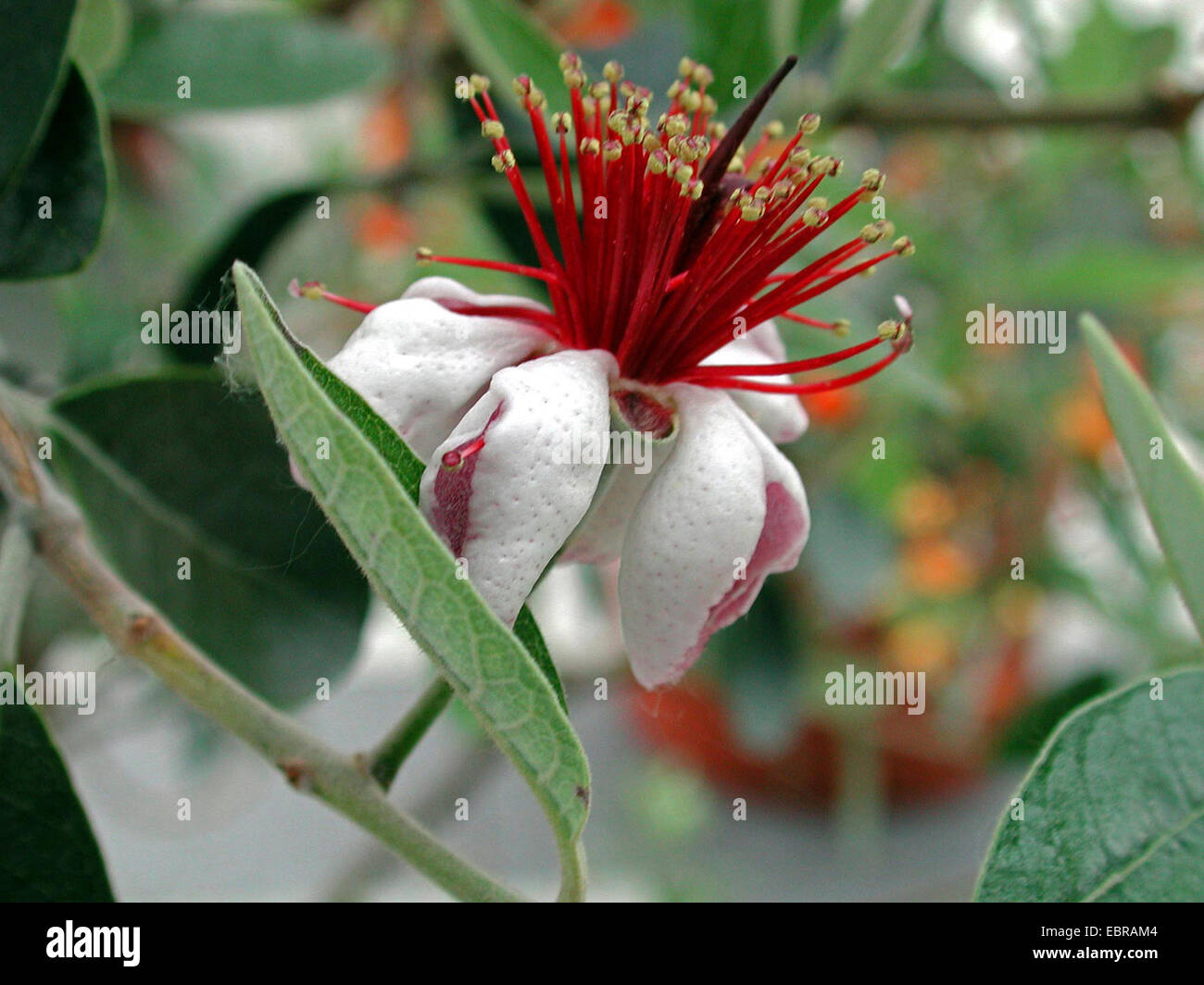 Guava blooming white flower hi-res stock photography and images - Alamy