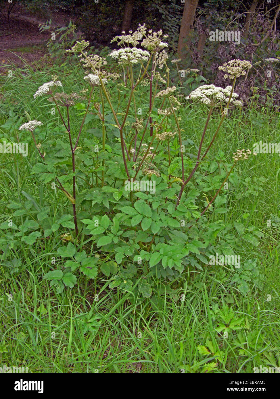 Wild angelica (Angelica sylvestris), blooming in a meadow, Germany ...