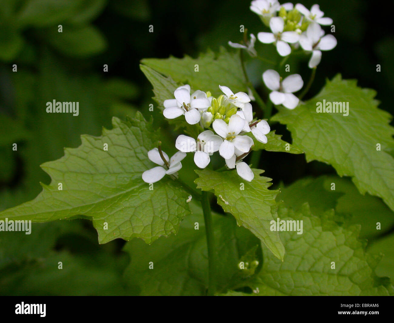 Garlic mustard garden hi-res stock photography and images - Alamy