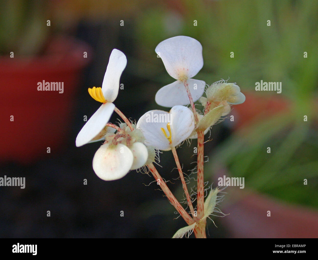 Tiger paw begonia begonia hi-res stock photography and images - Alamy