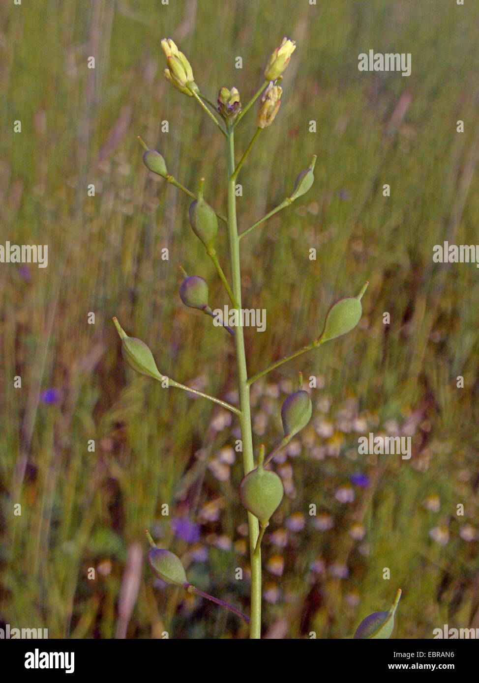 Littlepod false flax, Small seed false flax (Camelina microcarpa ...