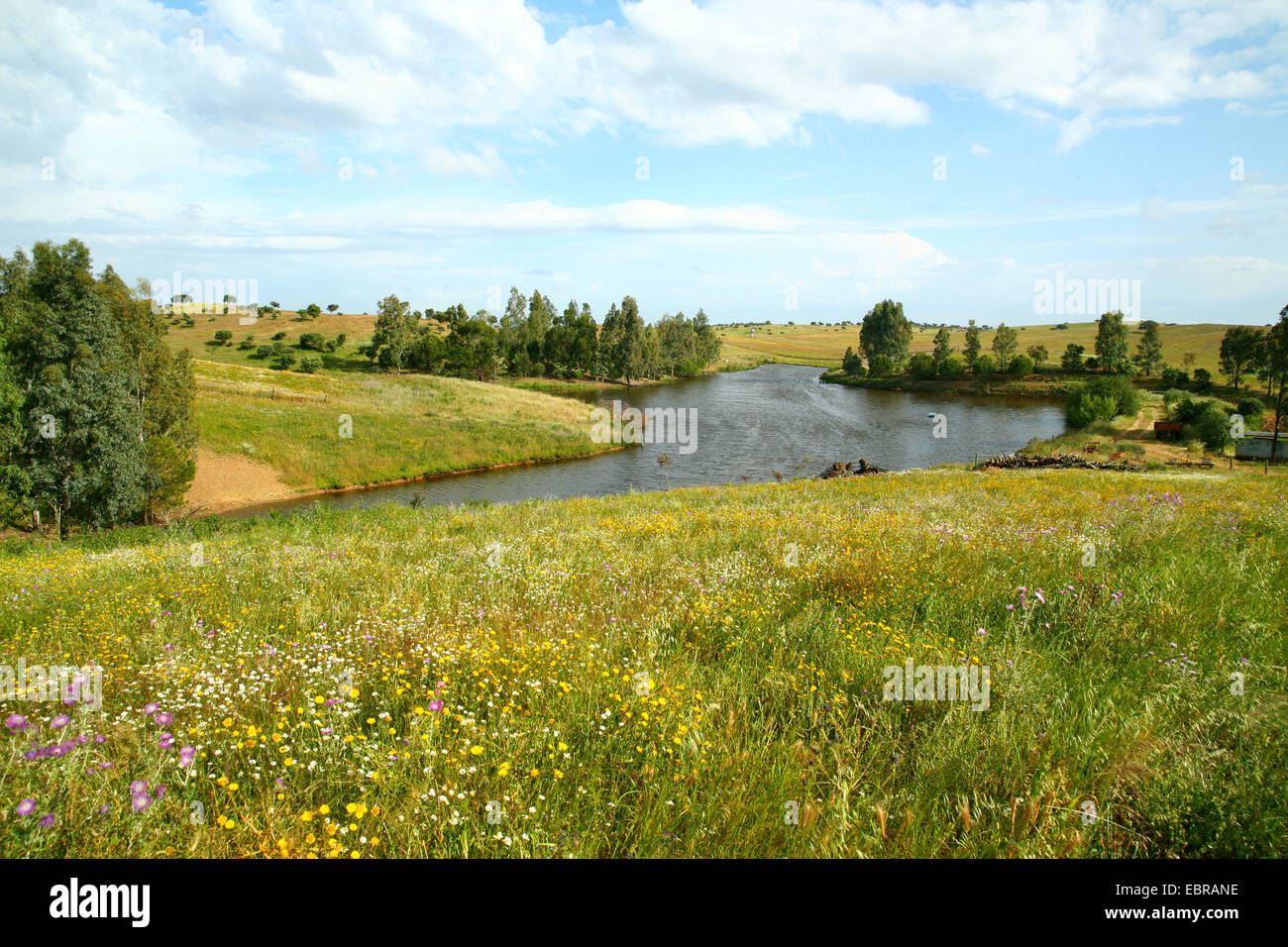 lake in blooming meadows, Portugal, Alentejo Stock Photo - Alamy
