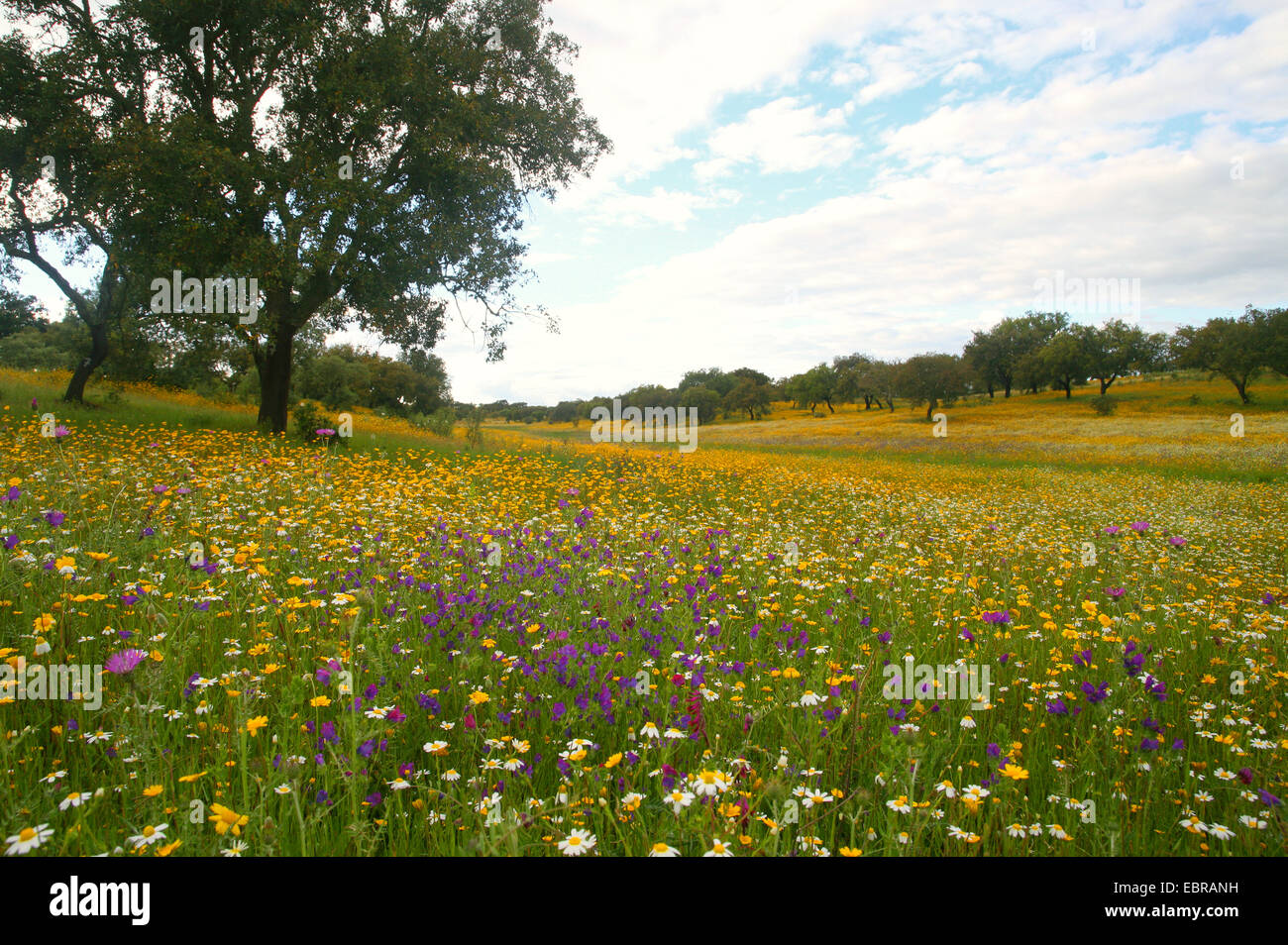 blooming meadow, Portugal, Alentejo, Ourique Stock Photo - Alamy