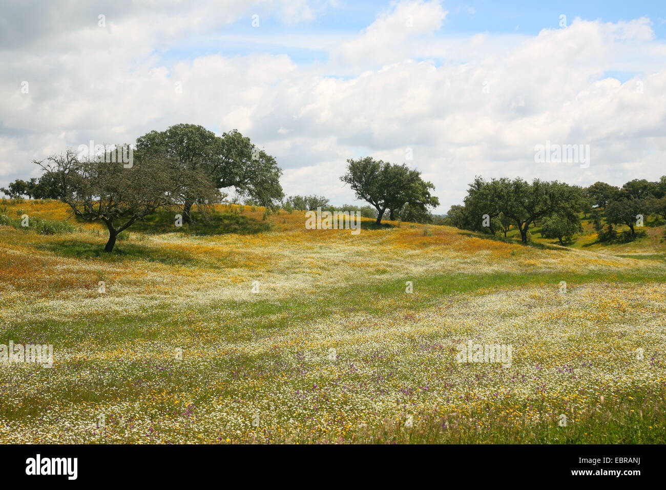 blooming meadow, Portugal, Alentejo, Ourique Stock Photo - Alamy