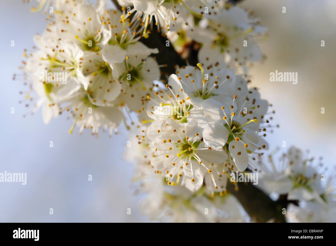 hawthorn, white thorn, hawthorns (Crataegus spec.), flowering, Germany ...