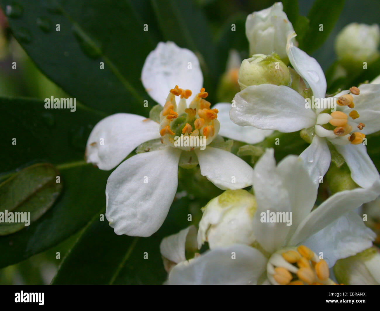 Mexican orange blossom (Choisya ternata), flowers Stock Photo - Alamy