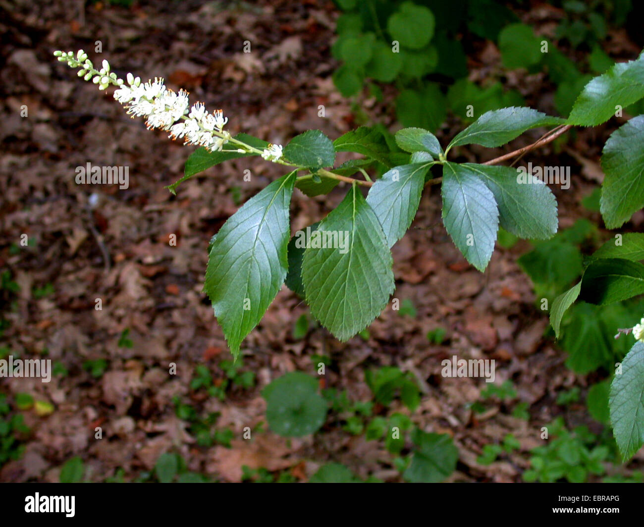 Mountain Pepper Bush (Clethra acuminata), blooming Stock Photo - Alamy