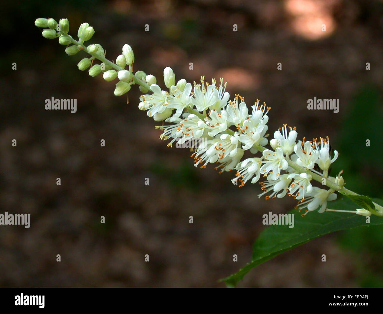 Clethra hi-res stock photography and images - Alamy