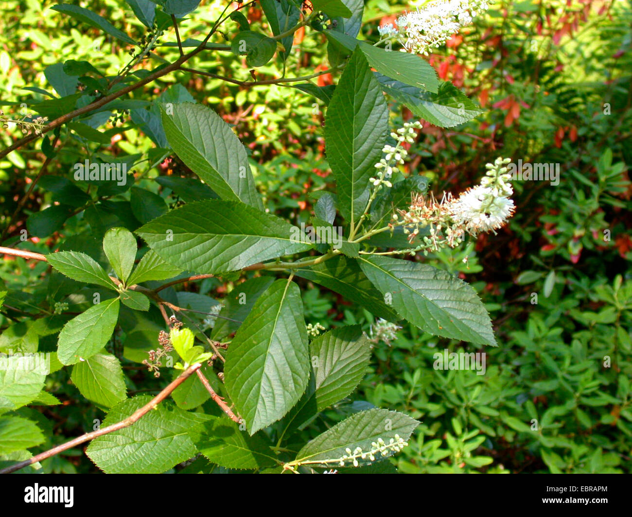 Sweet Pepper Bush, Anne Bidwell, Summersweet (Clethra alnifolia ...