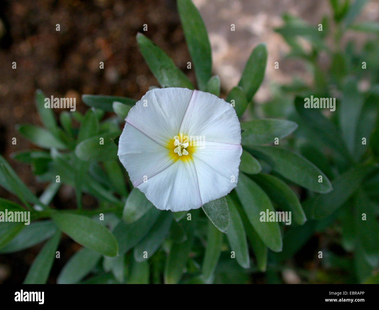 Silver bush hi-res stock photography and images - Alamy