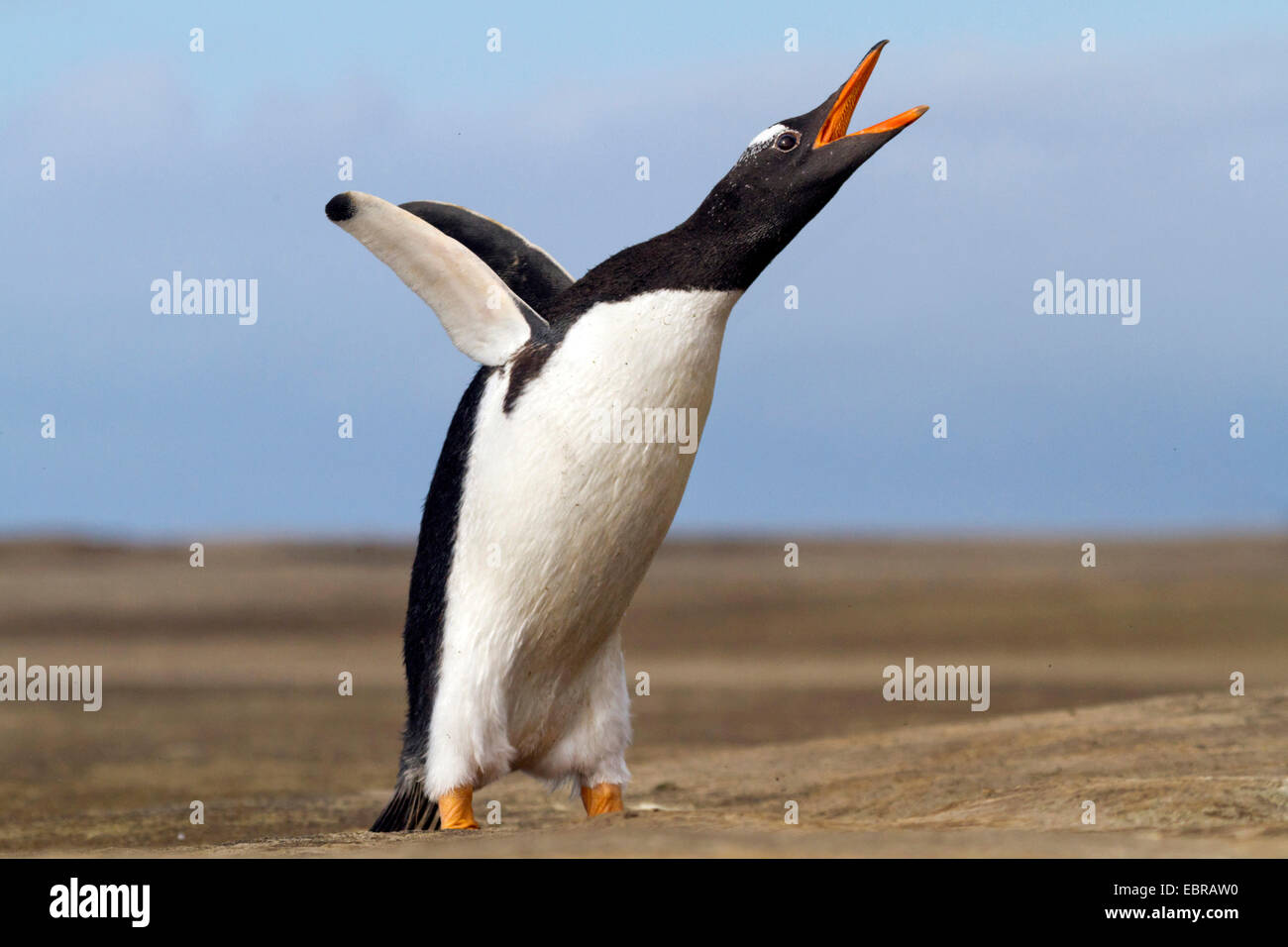 Penguin flapping wings hi-res stock photography and images - Alamy