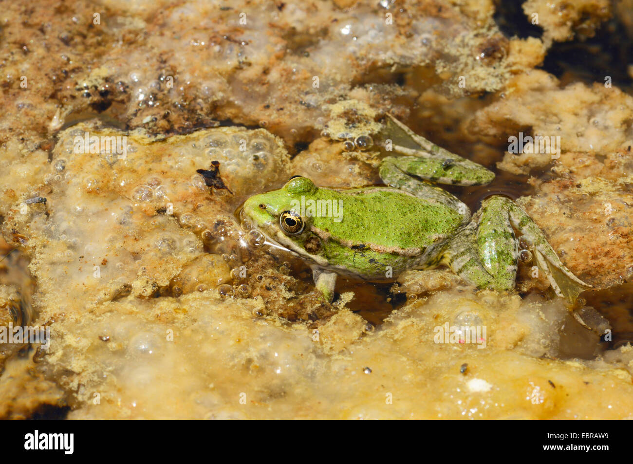 marsh frog, lake frog (Rana ridibunda, Pelophylax ridibundus), in ...