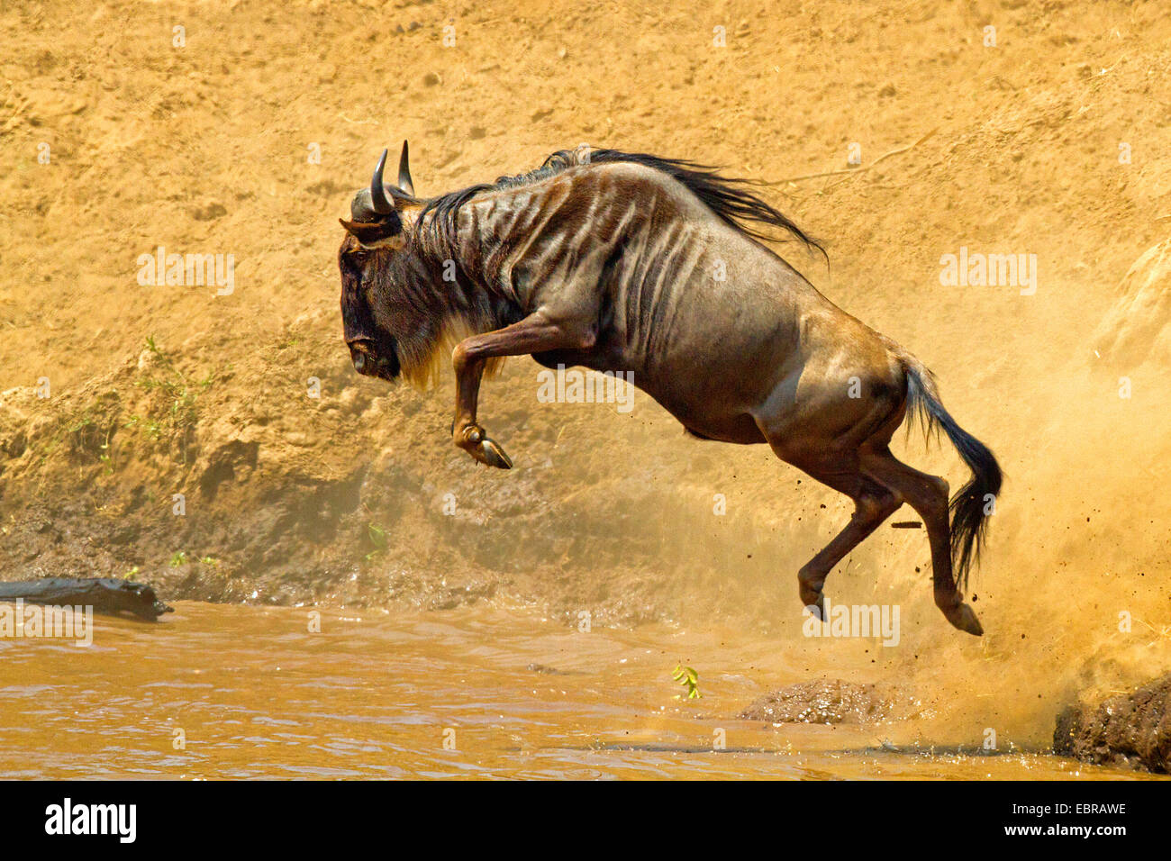 Blue wildebeest jump hi-res stock photography and images - Alamy